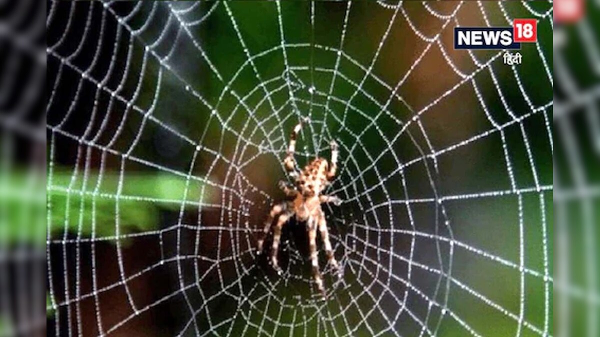 Tips and tricks how to get rid from spider web rp - घरात सारखी होतात ...