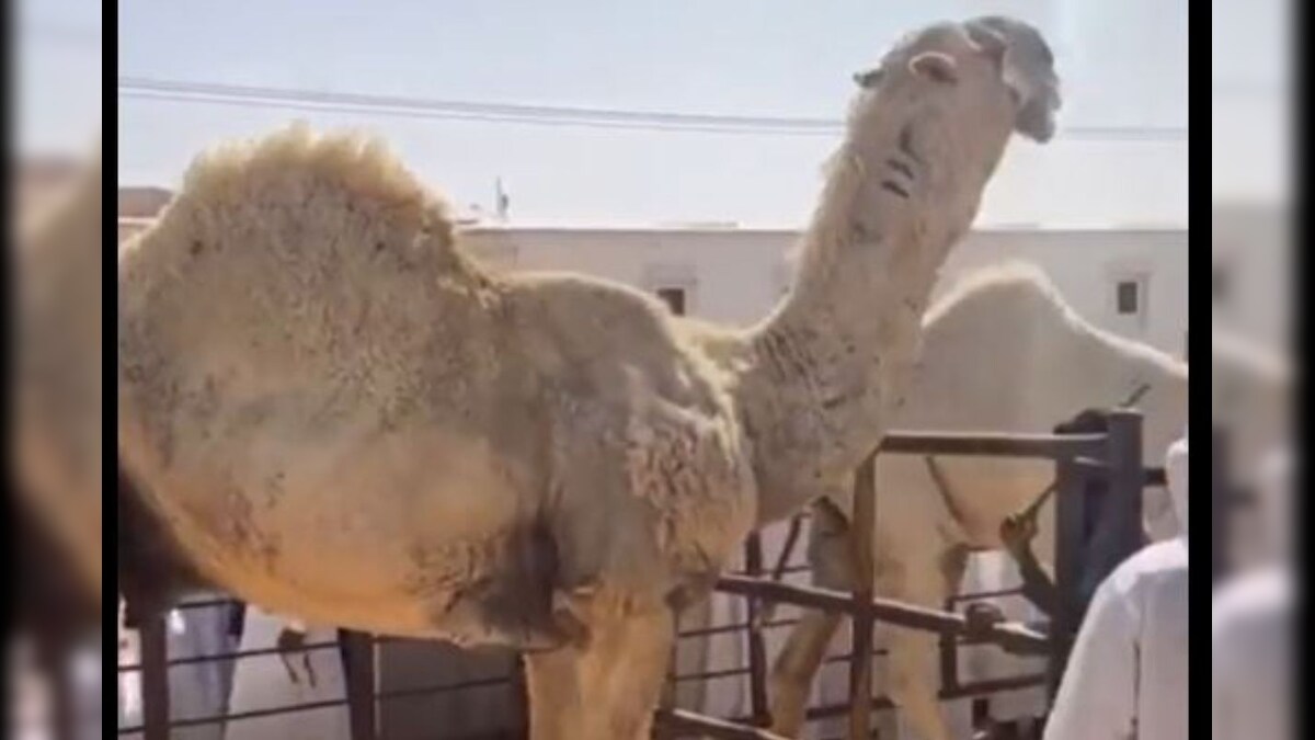 Most Expensive Camel in the world was sold at 14 crores mhkp - OMG! 14 ...