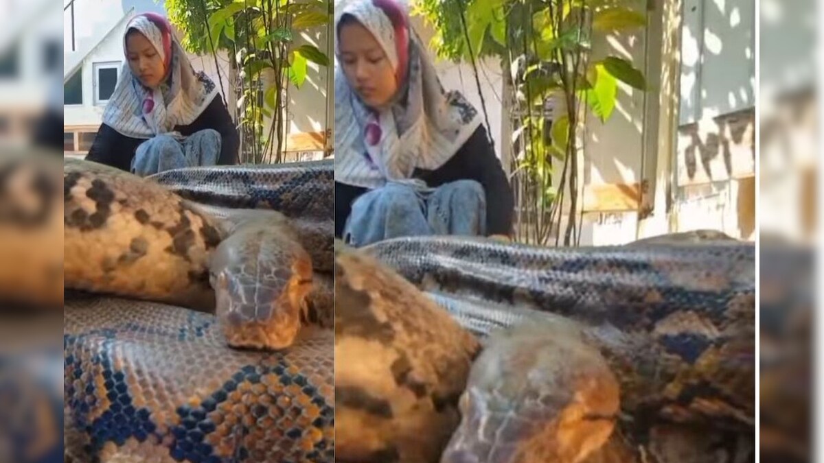 Girl playing with giant python shocking video viral on social media ...