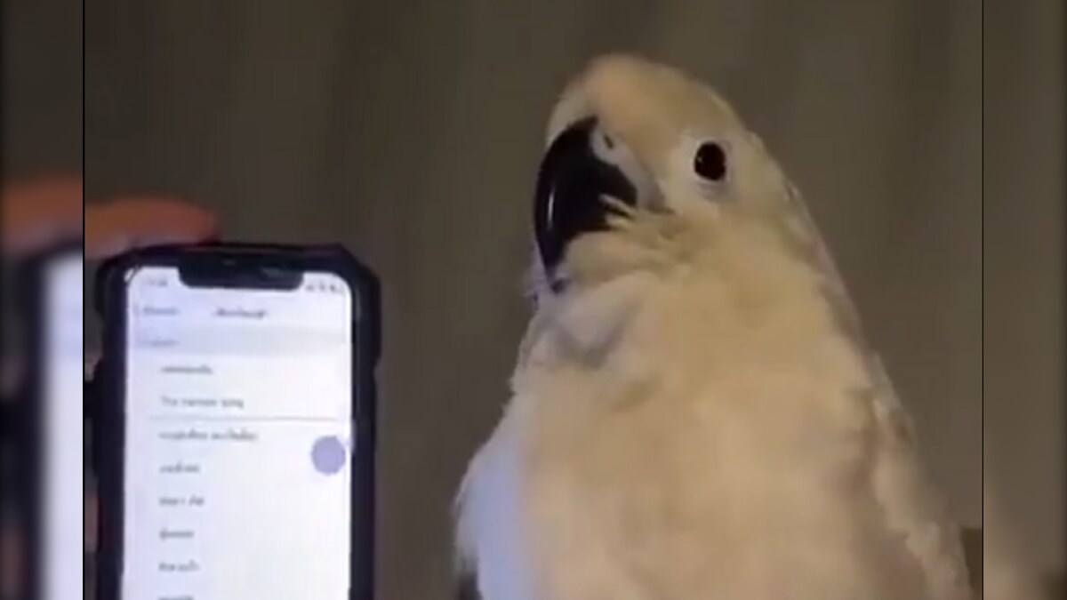 Parrot dancing on mobile phone ringtone bird funny video viral on ...