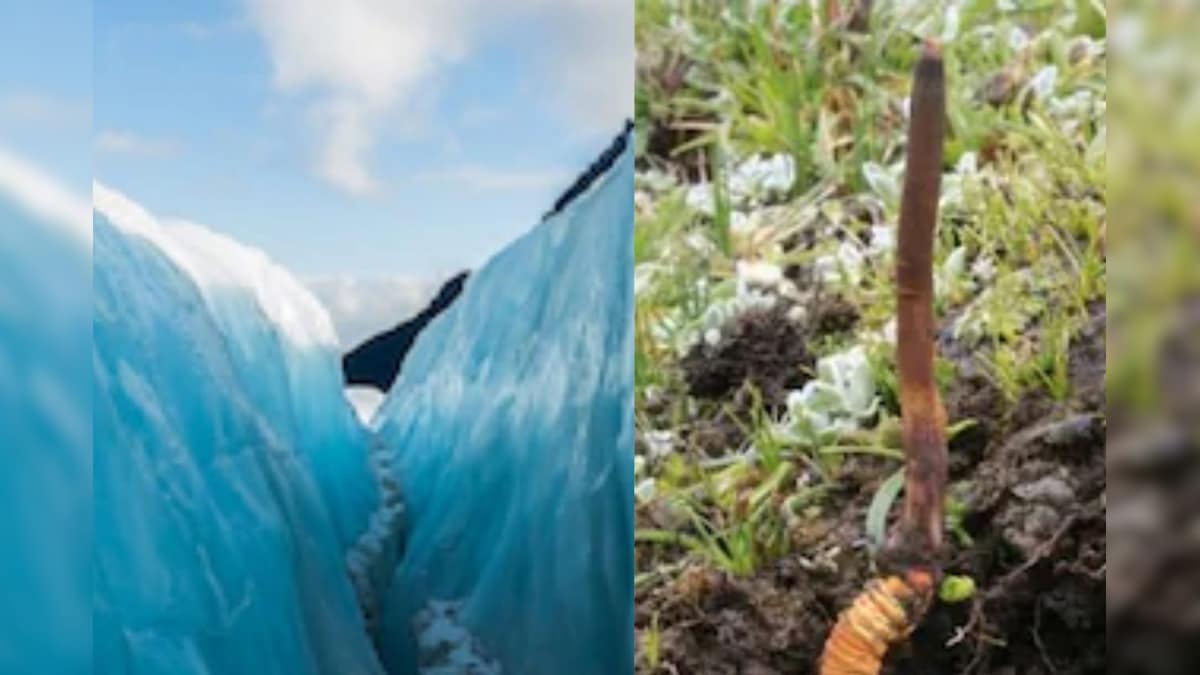 Expensive kida jadi found in Himalayas, has many medicinal benefits ...