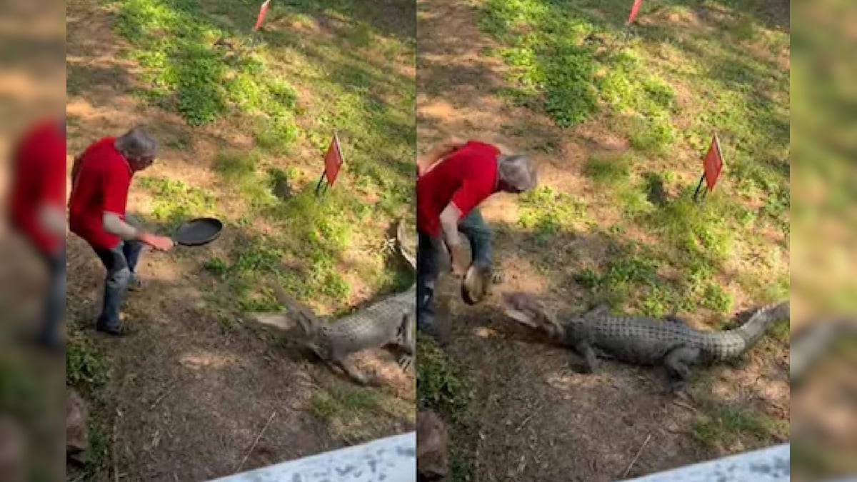 Man hit crocodile with frying pan animal attack video viral mhpl ...