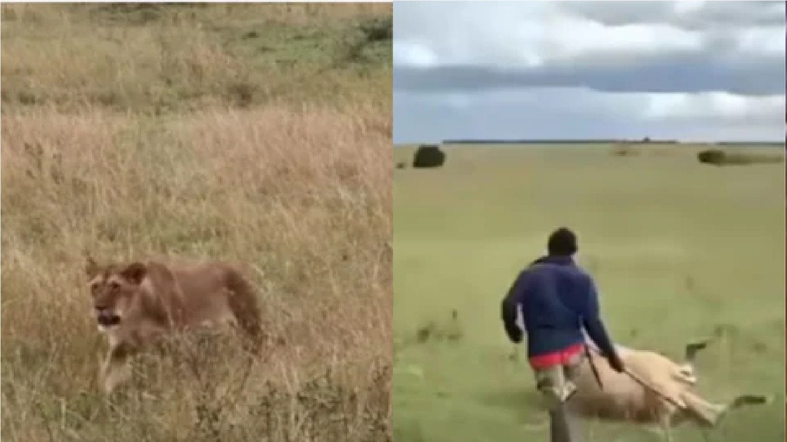 Man chase lion attack on cow animal video viral of maasai tribe ...