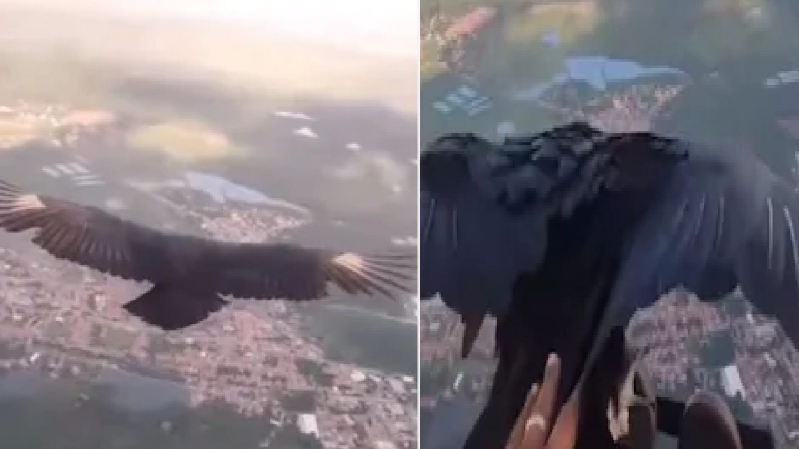 To see how birds fly video man flying with bird paragliding video viral ...