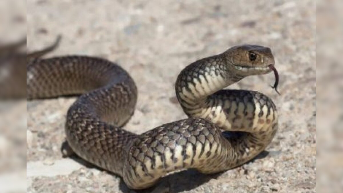 Walking snakes walk with leg through robot suit video viral mhpl - OMG ...