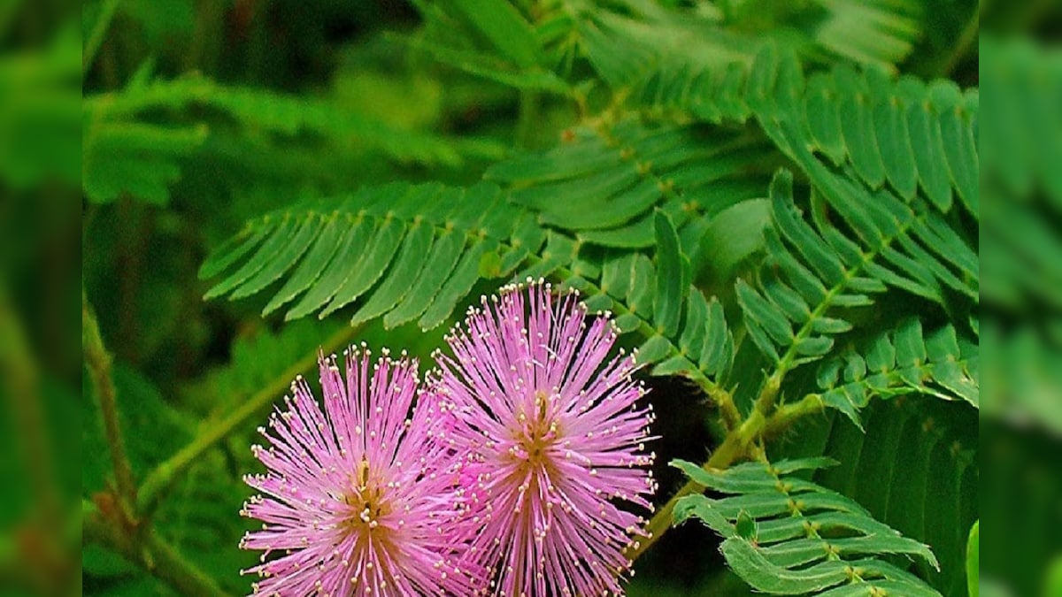 Lajvanti plant leaves benefits in diabetes and mental stress rp ...