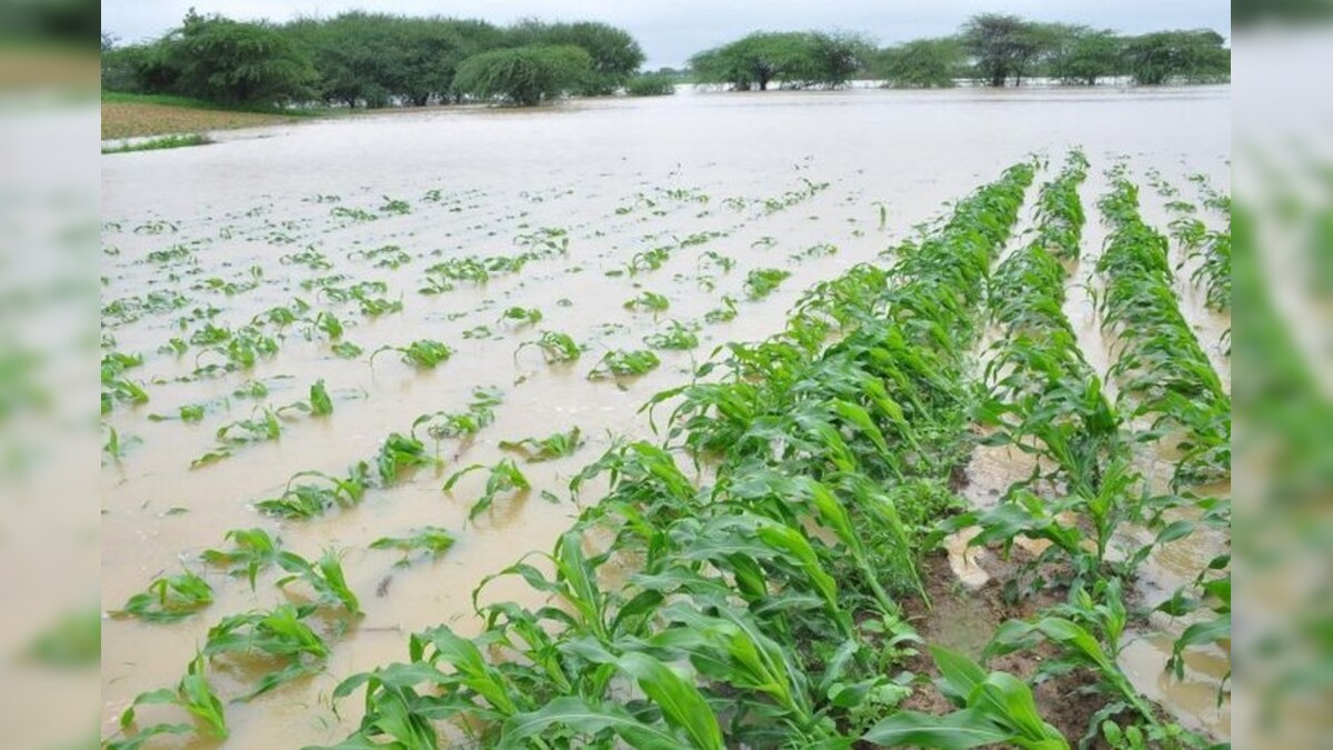 Maharashtra rain update Crops on 1 lakh 21 thousand hectares of land were destroyed by 13 days ...