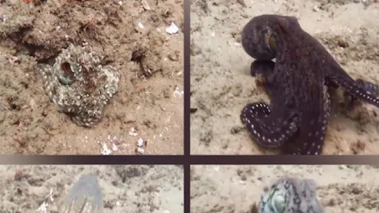 Like chameleon octopus changes colour caught on camera animal video ...