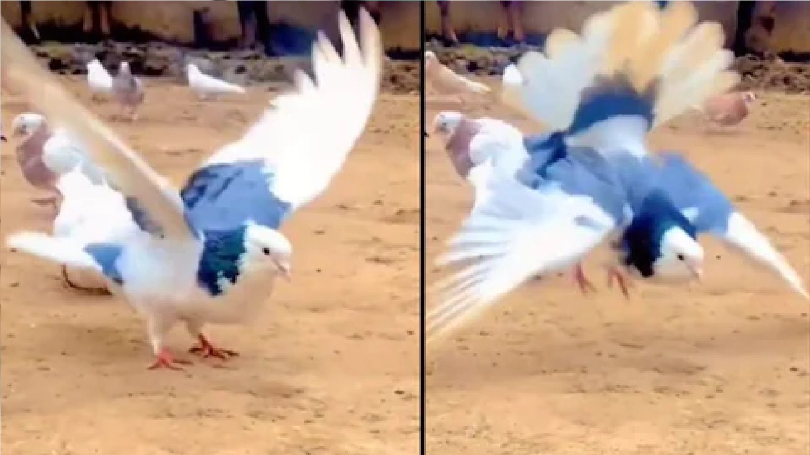 White pigeon backflip art of talented bird video viral on social media ...