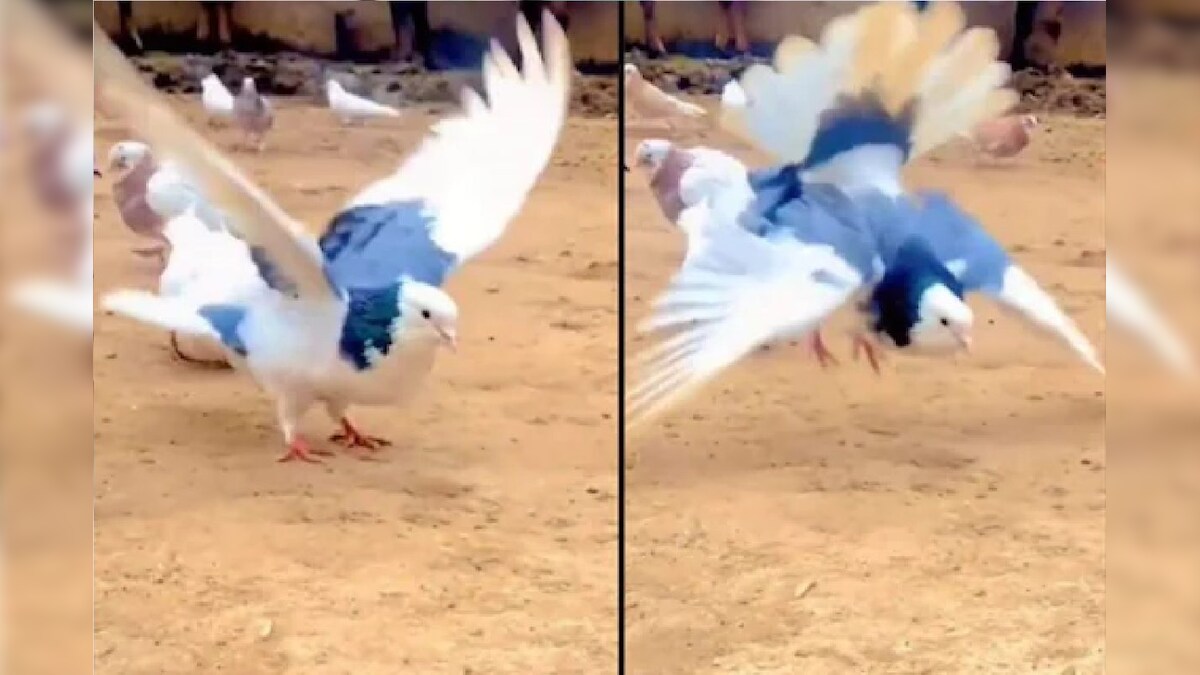 White pigeon backflip art of talented bird video viral on social media ...
