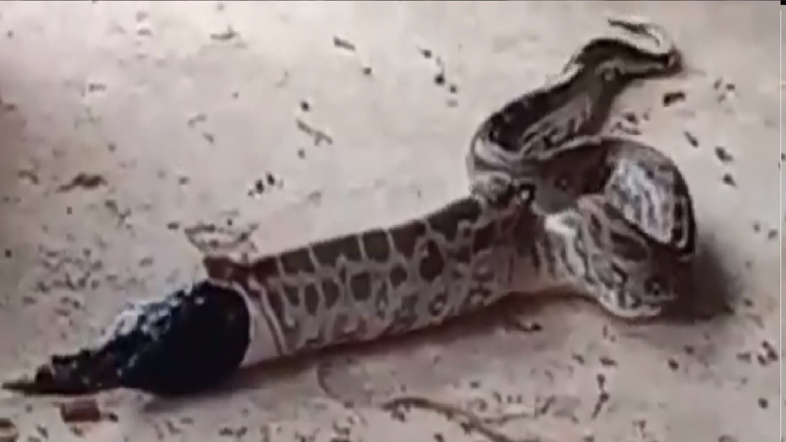 Python snake swallow rabbit and chicken in balod chattisgarh animal ...