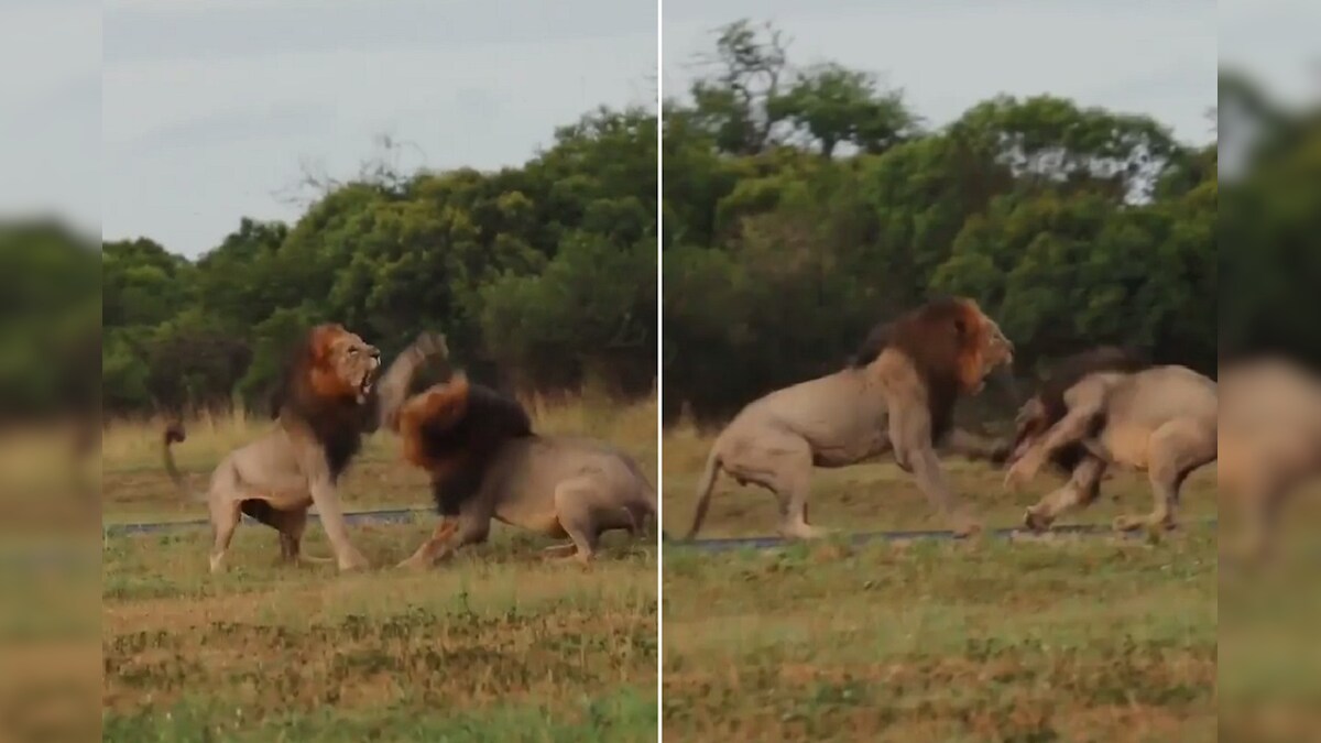 When two powerful lion fight each other who will win lioness wild life ...