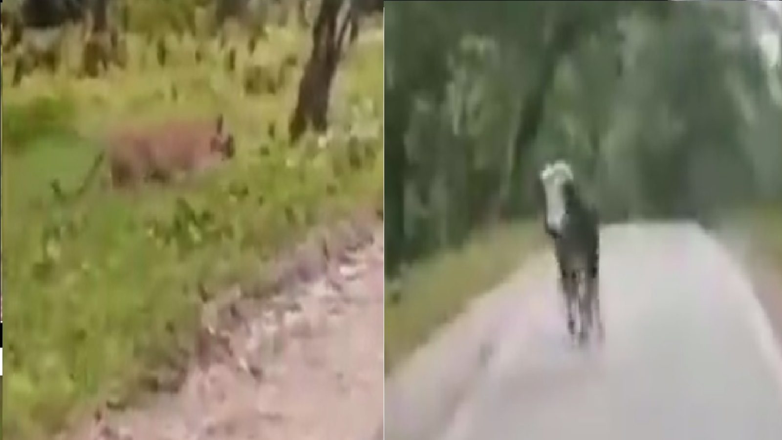 Tiger scared bull run away wildlife video of animal viral on social ...