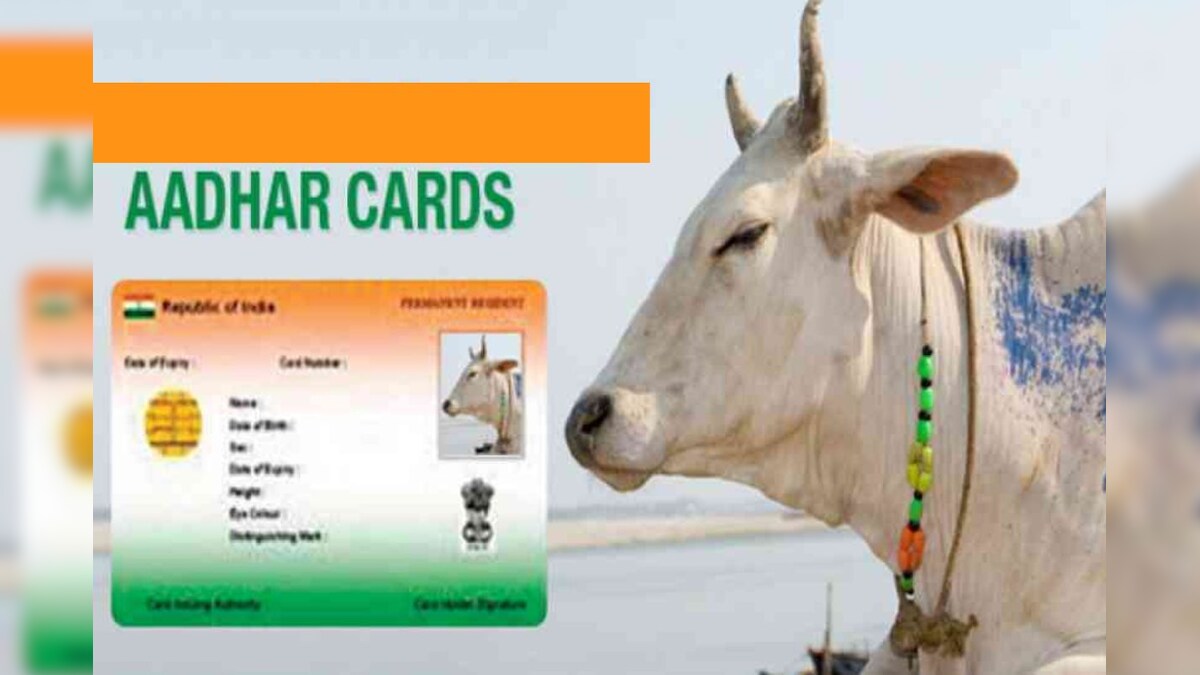 Pashu Aadhar: आधार कार्डमुळे होणार 'लम्पी' नियंत्रित? केंद्र सरकारनं ...