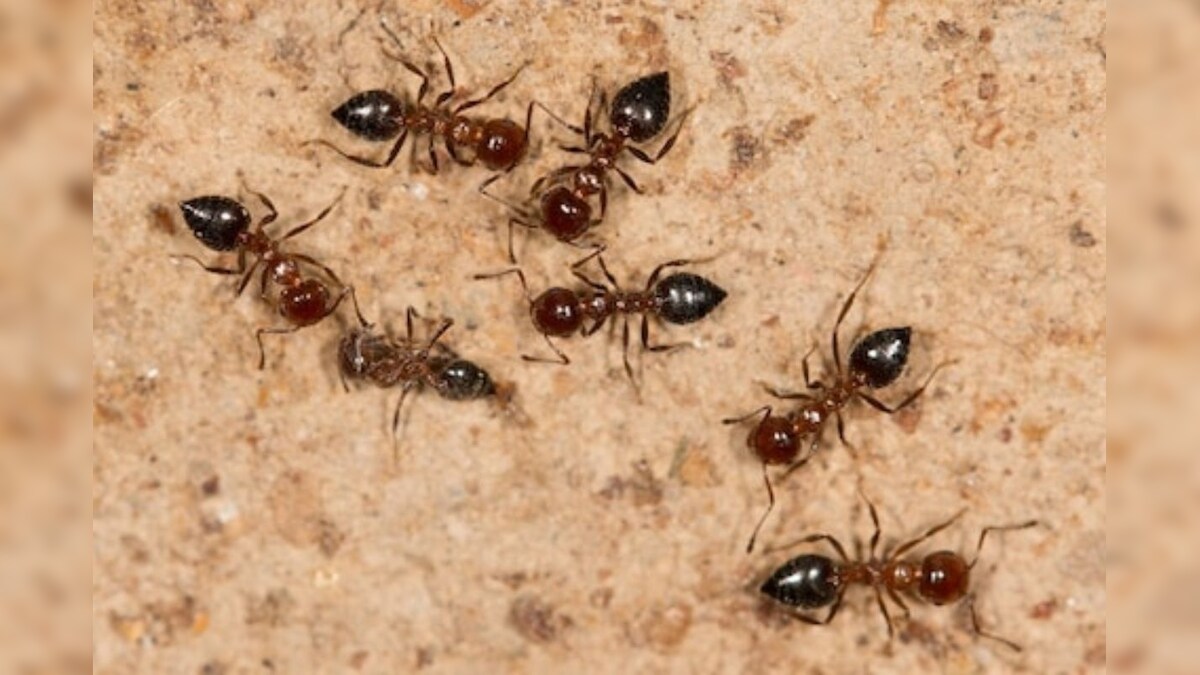 Astro Tips : घरात काळ्या आणि लाल मुंग्या येण्याचा काय असतो अर्थ? हे शुभ ...