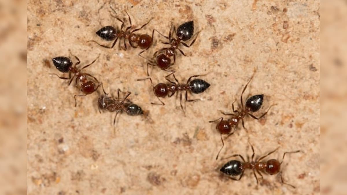 Astro Tips : घरात काळ्या आणि लाल मुंग्या येण्याचा काय असतो अर्थ? हे शुभ ...