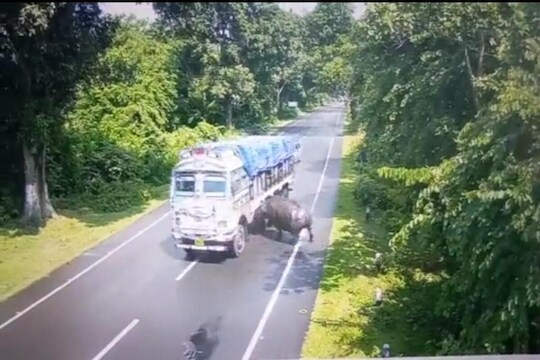 नॅशनल पार्कमध्ये भरधाव ट्रक आणि गेंड्याची धडक काळजाचा थरकाप उडवणारा Video News18 लोकमत