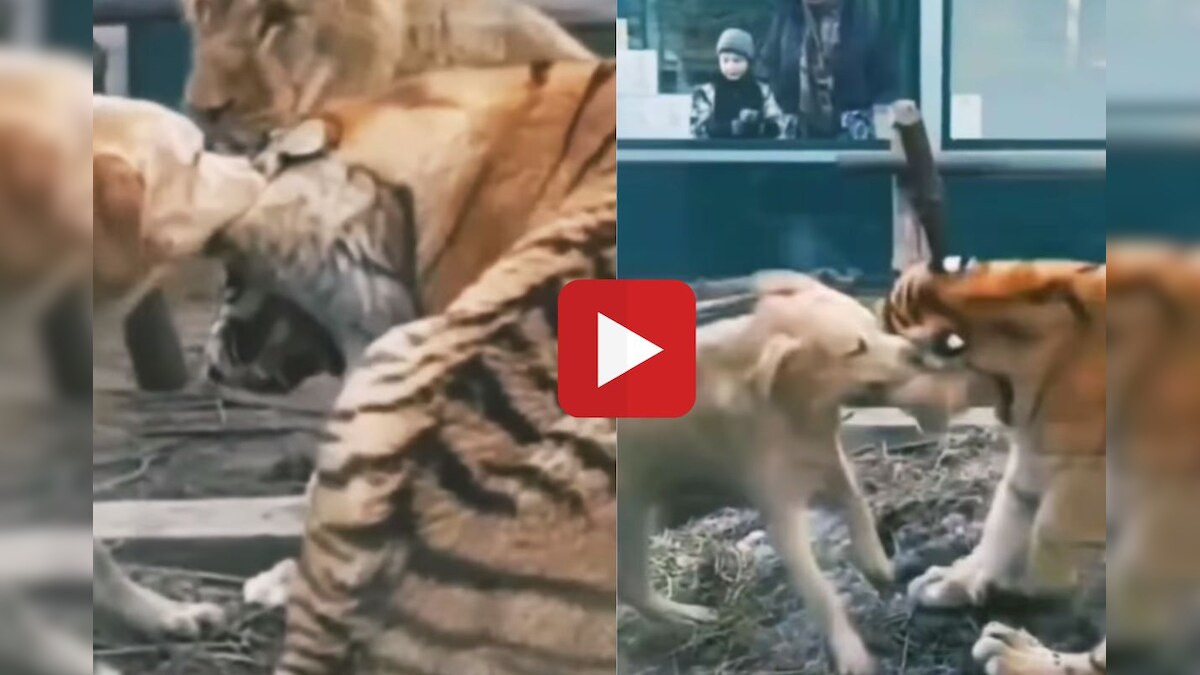 कुत्र्याने वाघाच्या कानाचा घेतला चावा, पुढे जे घडलं त्यावर विश्वास ठेवणं कठीण, पाहा VIDEO ...