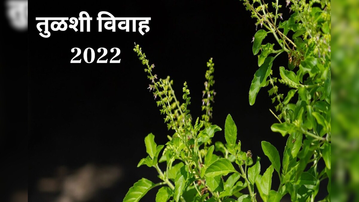 Tulsi Vivah 2022 Date दिवाळीनंतर आता तुळशीचं लग्न कधी इथं पाहा तिथी