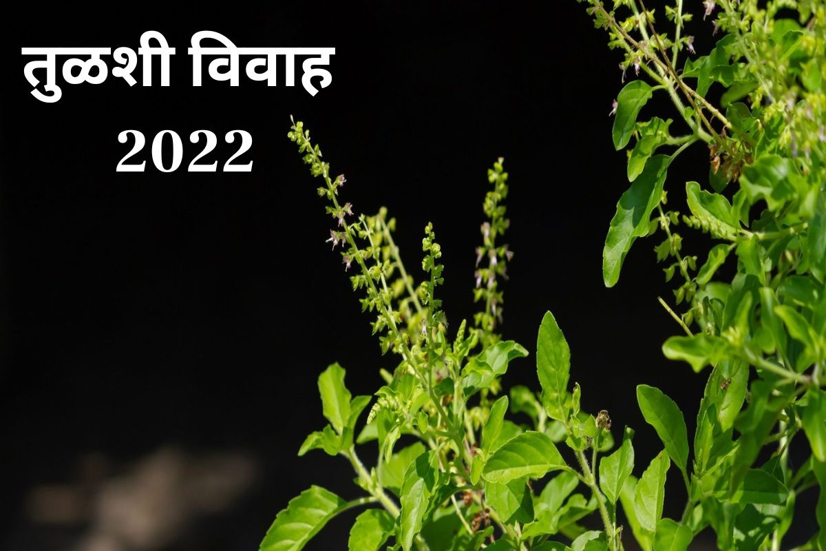 Tulsi Vivah 2022 Date दिवाळीनंतर आता तुळशीचं लग्न कधी इथं पाहा तिथी