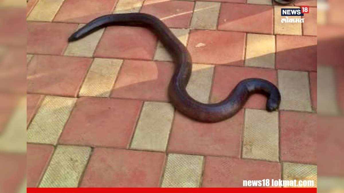 forest department caught the mandul snake in Sangli : सांगलीत आढळला 3 ...
