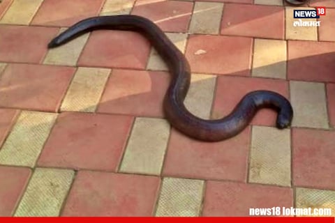 forest department caught the mandul snake in Sangli : सांगलीत आढळला 3 ...