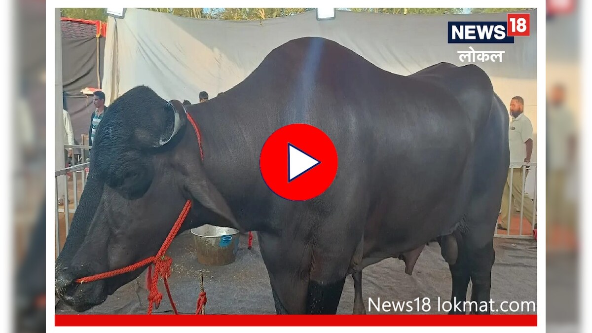 12 Crore Buffalo : कोल्हापुरात आला 12 कोटींचा रेडा! पाहा तो का आहे इतका ...