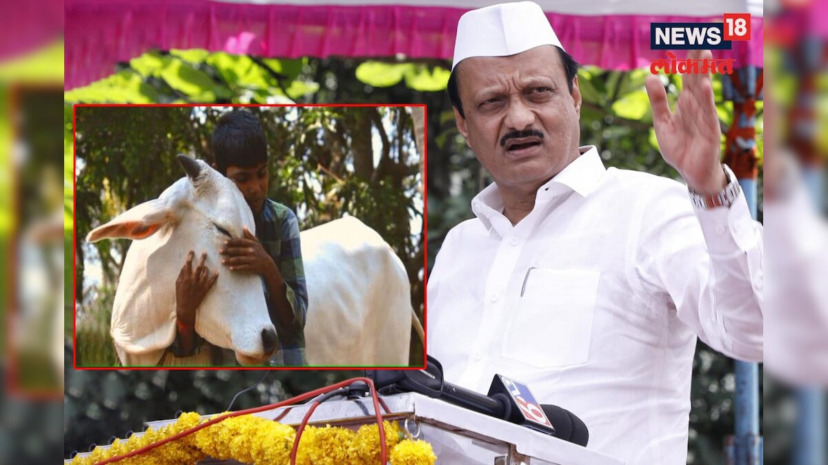 'केंद्र सरकार म्हणतंय गाईला मिठी मारा, पण लाथ मारली तर..' अजित पवारांचा ...