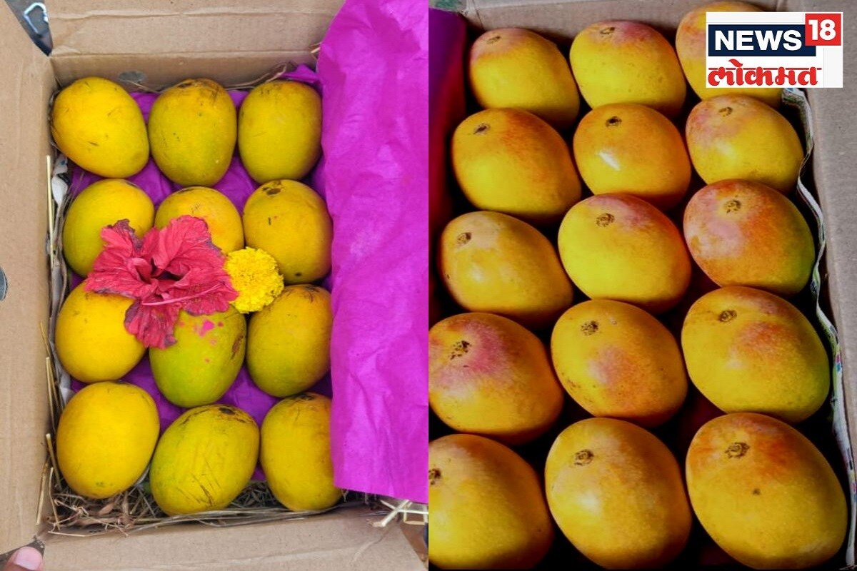 हापूस आंबा बाजारात; पण अस्सल आहे की नाही कसं ओळखायचं? ही आहे सोपी पद्धत ...