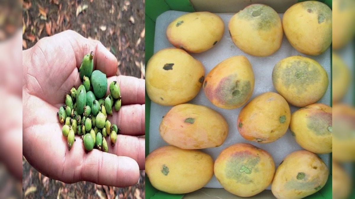 Hapus Mango Heat Wave : फळांचा राजा आंब्याला उन्हाच्या झळा, हापूस होणार ...