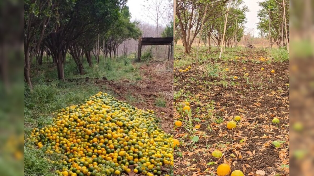 Wardha News: stormy wind and untimely rains damage crops of farmers in ...