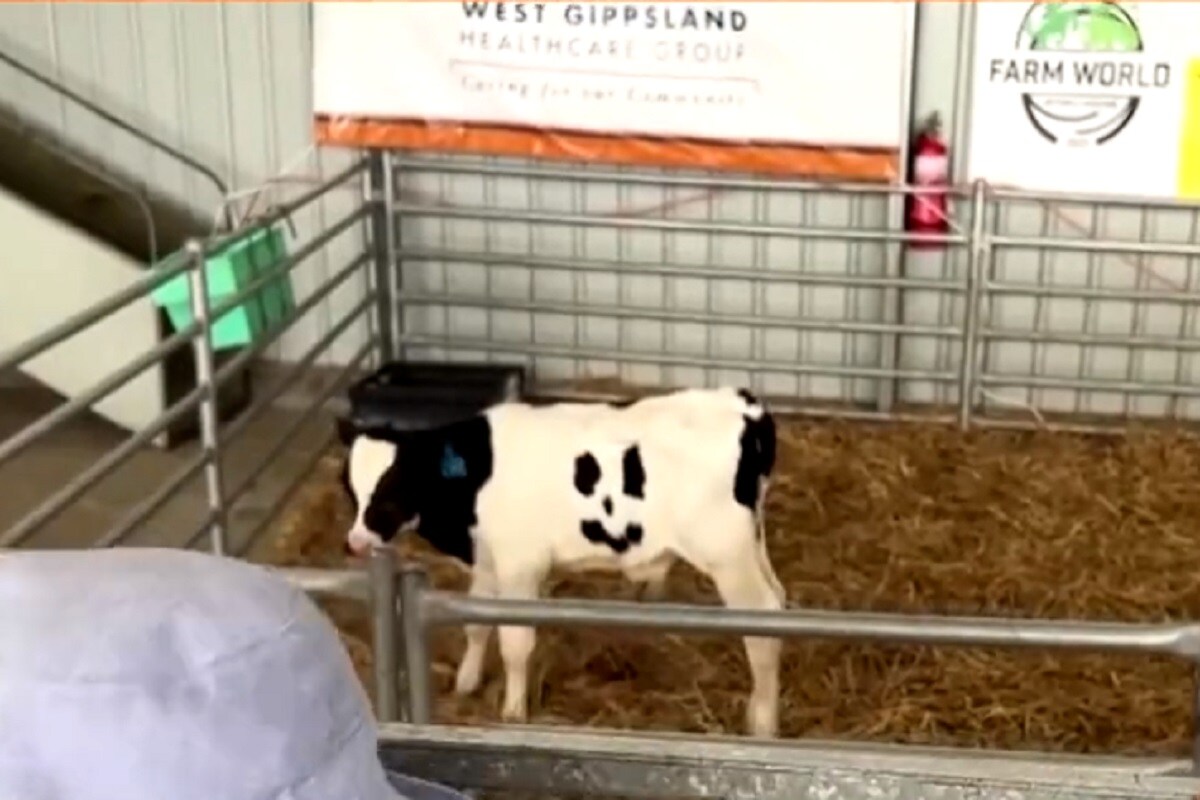 आश्चर्य! याच्या पोटावर चेहरा; गाईच्या अजब वासराला पाहण्यासाठी लोकांच्या ...