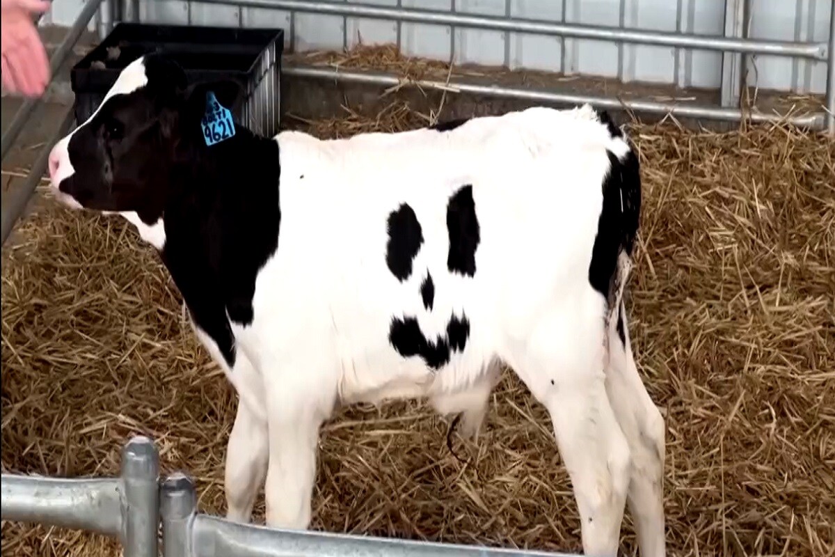 आश्चर्य! याच्या पोटावर चेहरा; गाईच्या अजब वासराला पाहण्यासाठी लोकांच्या ...