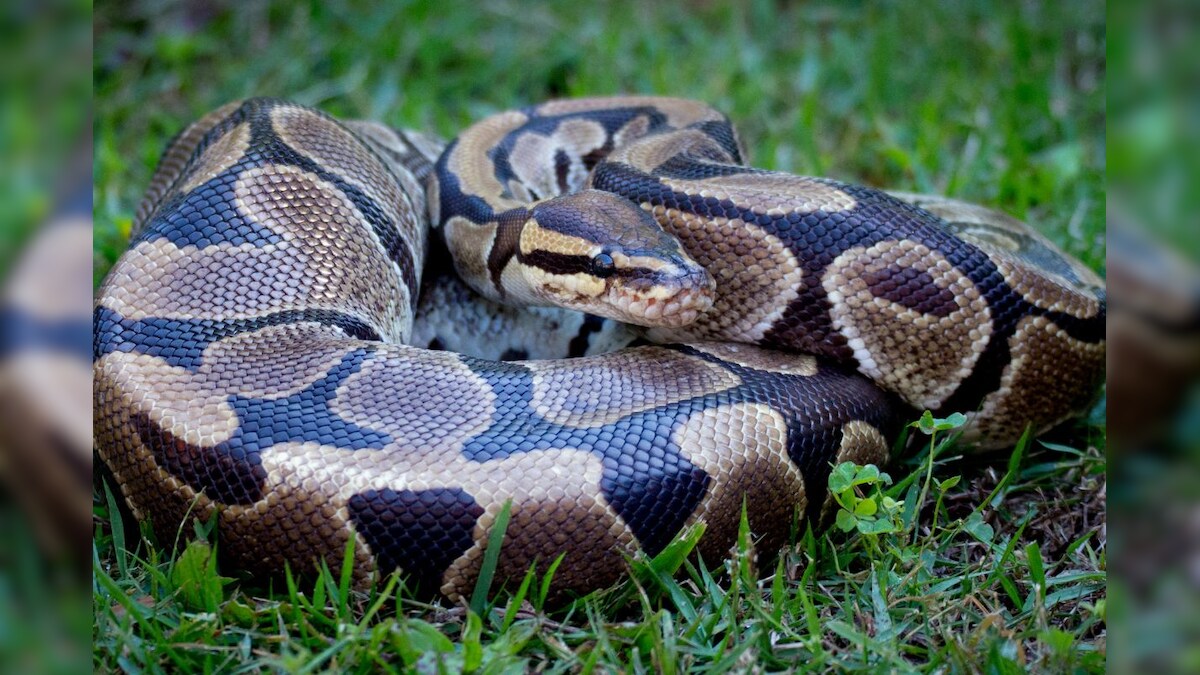 अजगराचं फुगलेलं पोट पाहून गावकऱ्यांनी कापायचा घेतला निर्णय आणि ...