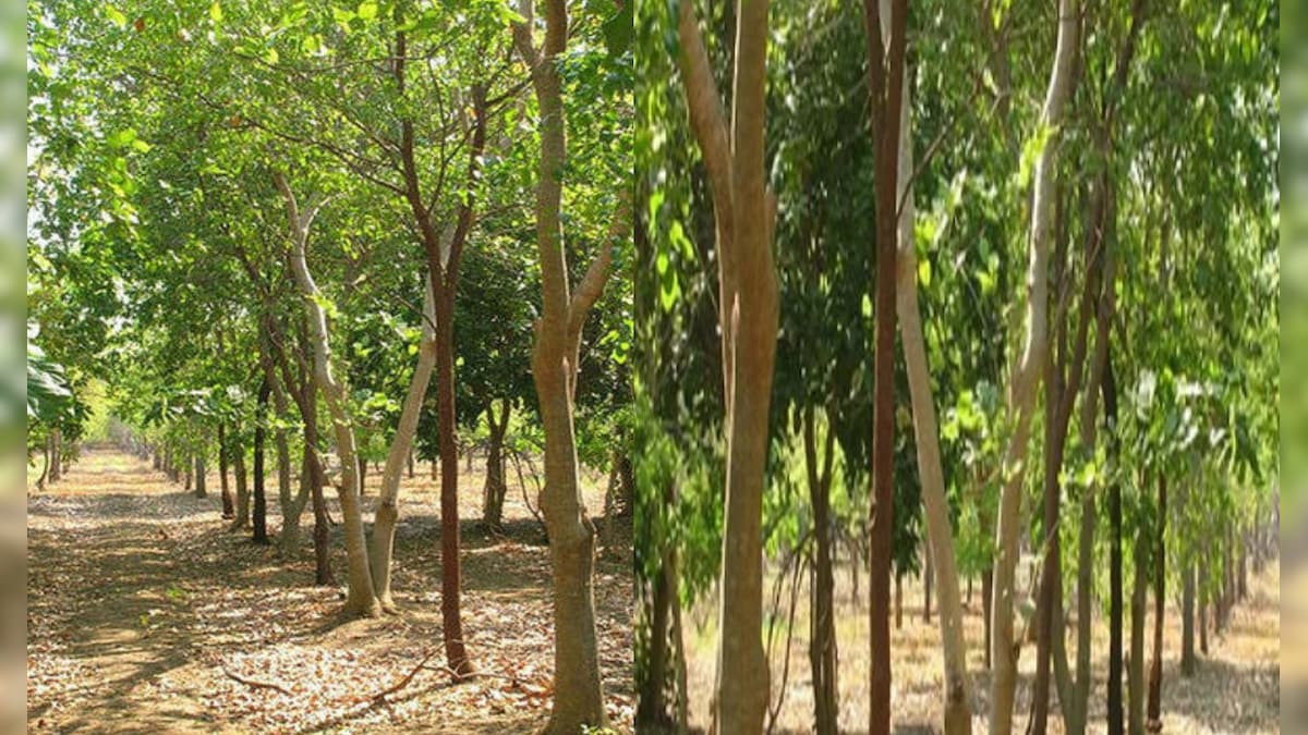 काय सांगता! हे झाड करेल तुम्हाला कोट्यधीश, लागवडीतून असं करा नियोजन ...