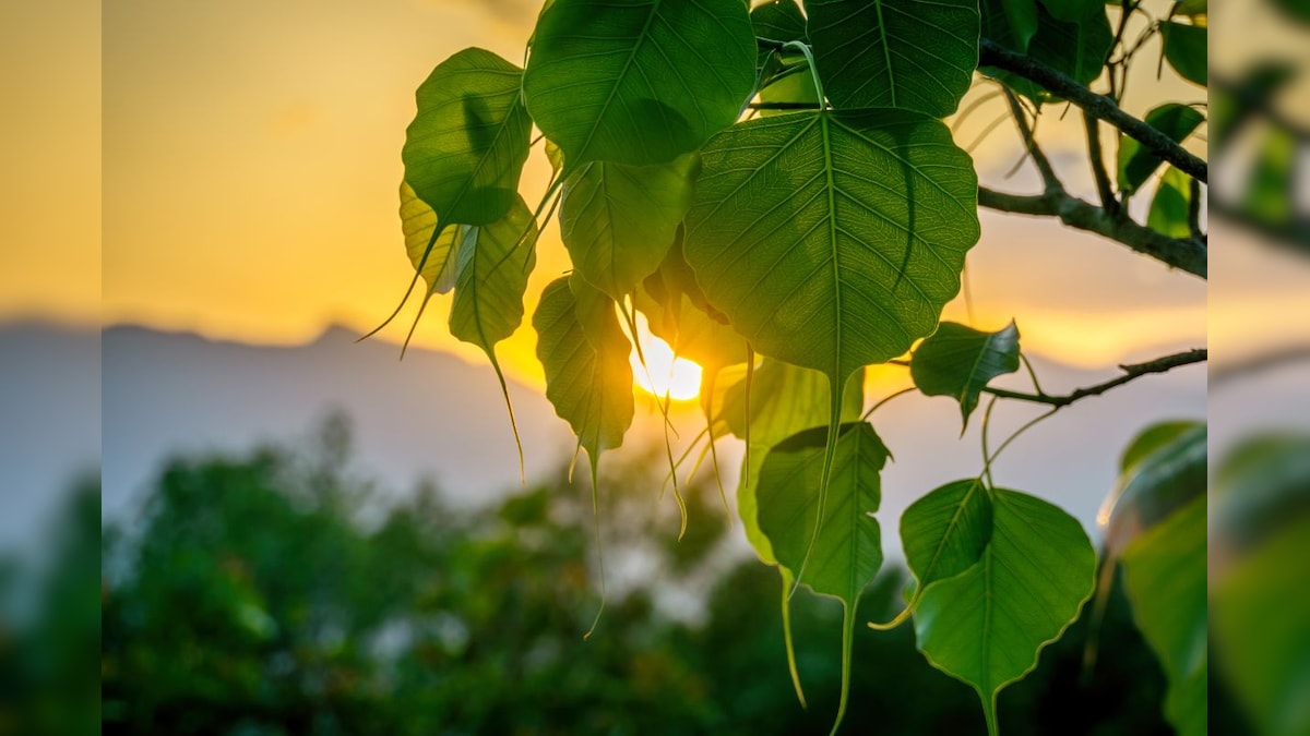 Vastu: दारात अंगणात कोणती झाडं लावणं शुभ? हे वृक्ष देतात नेहमी ...