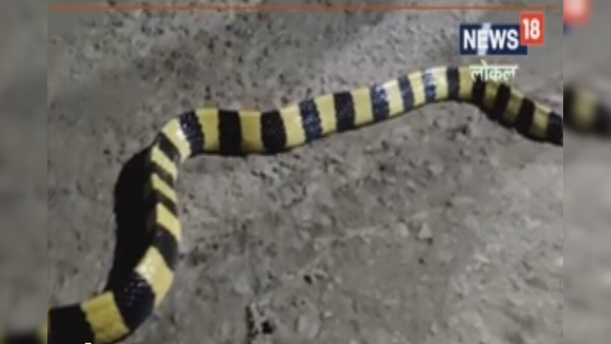 मध्यरात्री घरात पाहिला मृत्यू, अन् उडाला एक गोंधळ, रेंगाळत होता ...