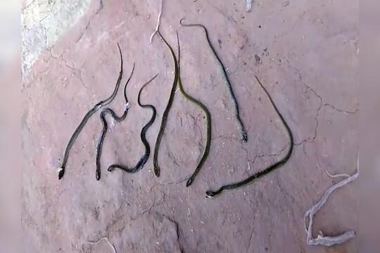 मध्यरात्री घरात निघाले 100 ते 150 साप, परिस्थिती पाहून घरातील लोक ...