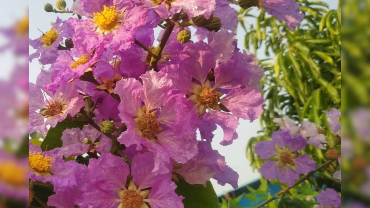 Beed News: महाराष्ट्राचं राज्य फूल पाहिलंत का? PHOTOS