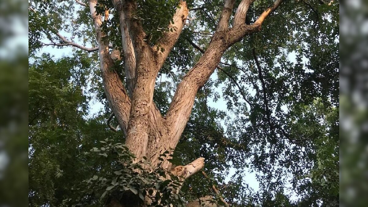 झाडे लावा, झाडे जगवा आणि करोडपती व्हा! 'ही' आहेत भारतातील सर्वात महागडी ...