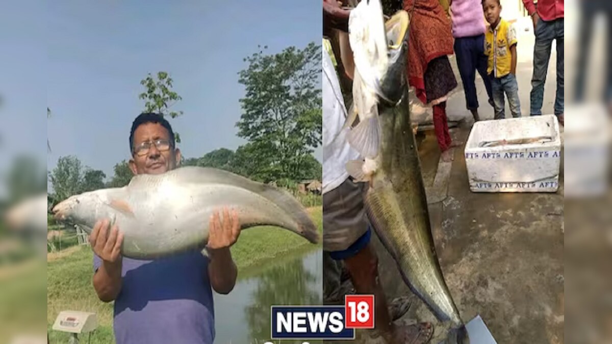 छोट्या तलावात भले मोठे मासे, वजन सोडा किंमत ऐकून व्हाल हैराण – News18 लोकमत