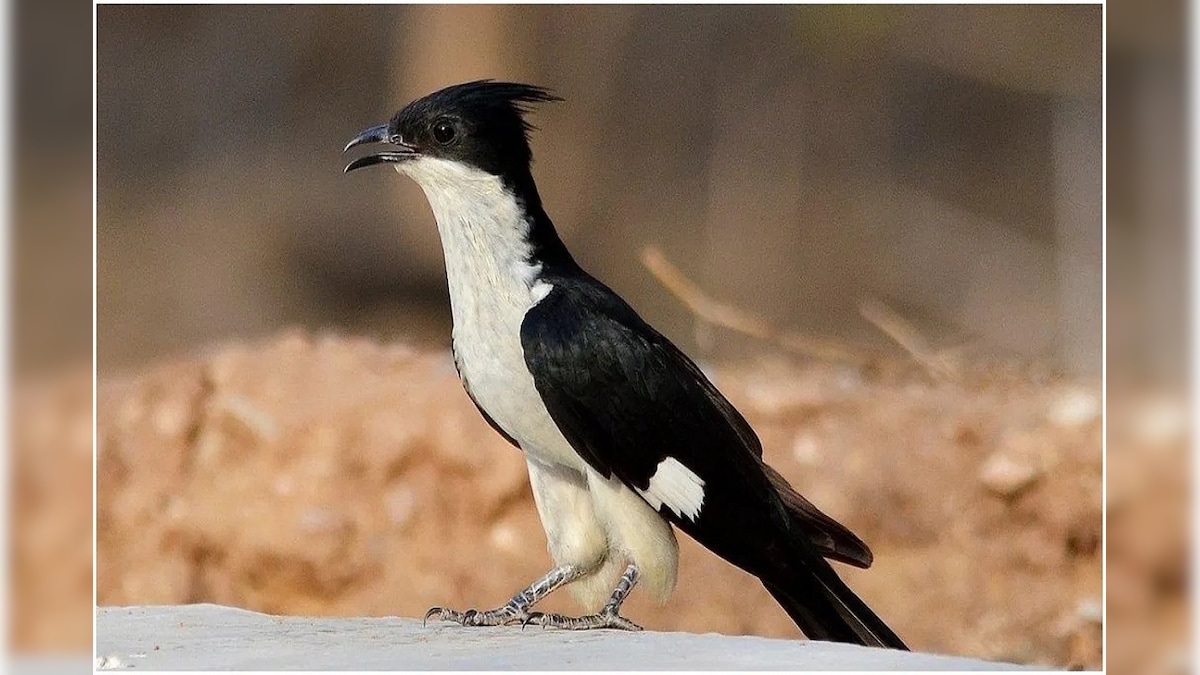 वर्षातून एकदाच पितो पाणी; नंतर तोंडही लावत नाही, वाचा या अनोख्या पक्षाविषयी