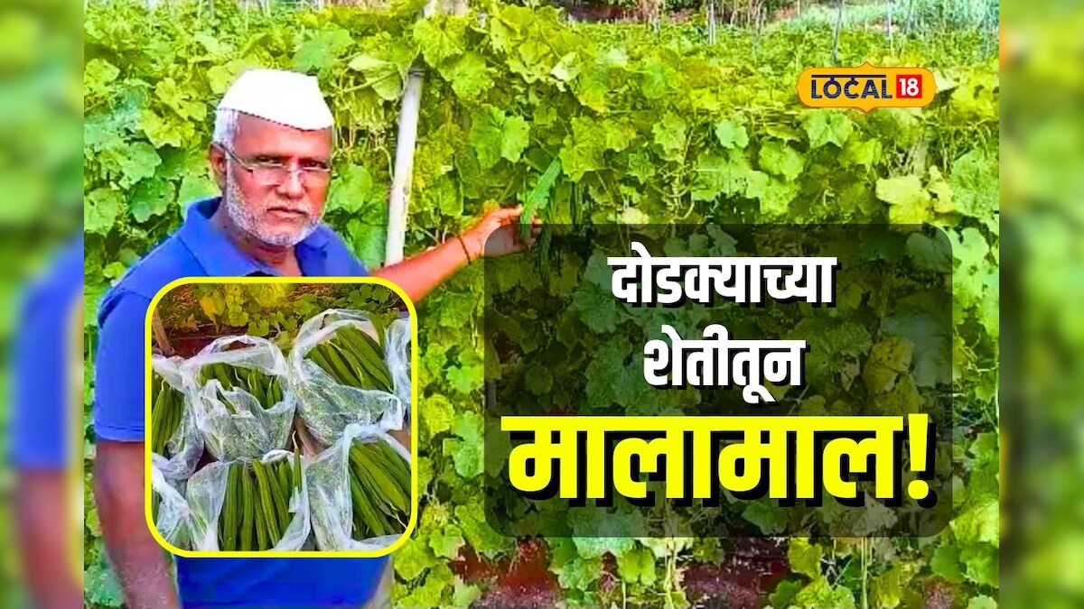 आता भात शेती पुरे, शेतकऱ्याने शेतात केला नवीन प्रयोग, शून्य मशागत करून ...