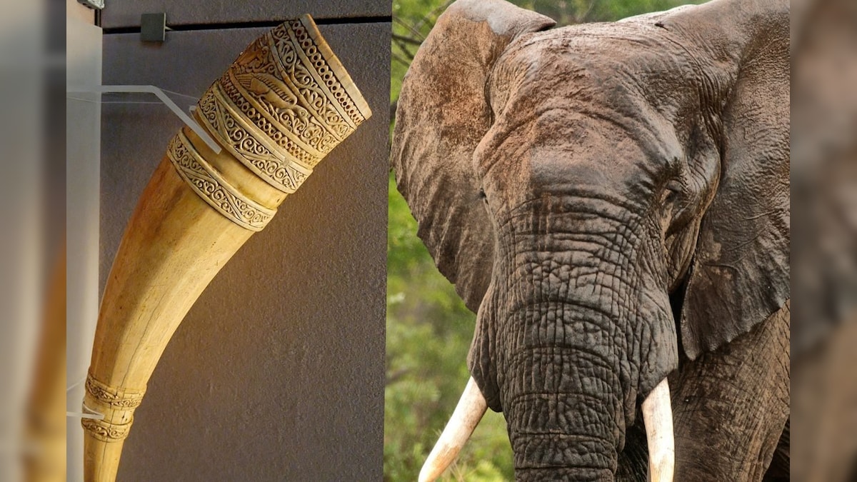 Elephant Teeth : हस्तिदंत इतके महाग का? त्यात नक्की असं असतं तरी काय ...