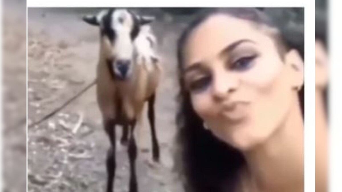 Viral Video: बकरीसमोर उभा राहून बनवत होती रील; पुढच्याच क्षणी तरुणीसोबत नको ते झालं – News18 लोकमत