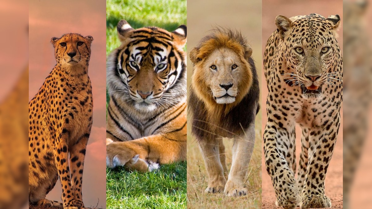 वाघ, सिंह, चित्ता की बिबट्या कोण आहे जास्त शक्तीशाली?