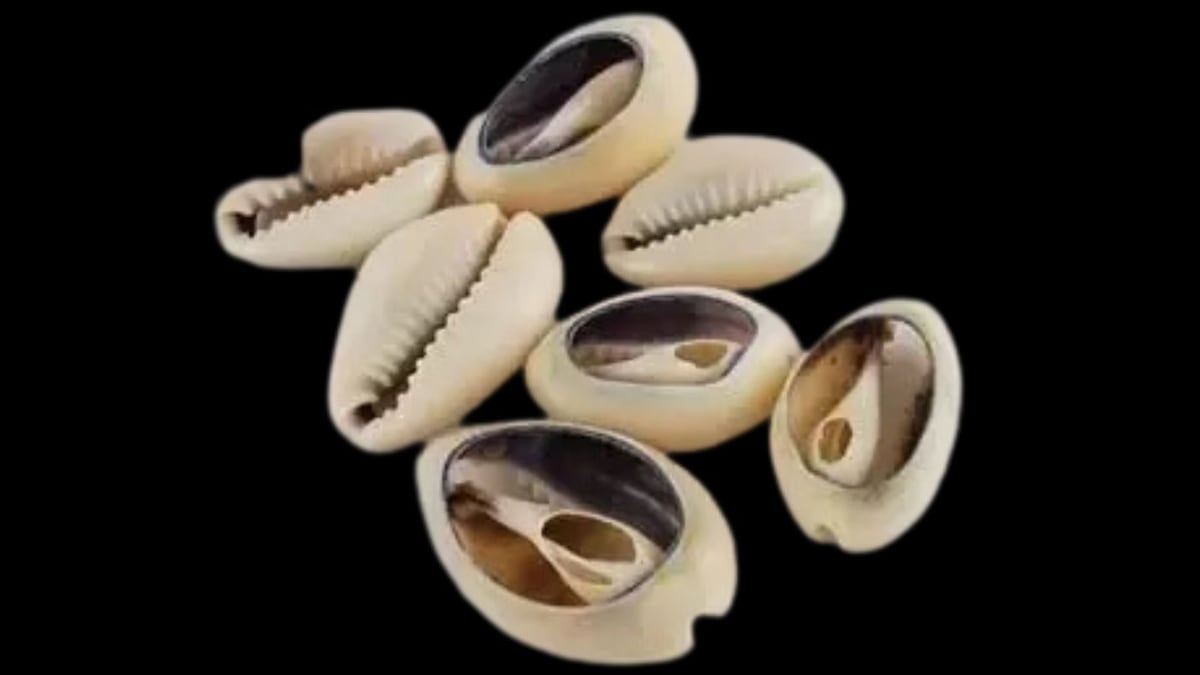 knowledge : 'एक फुटी कवडीपण देणार नाही' यामधील फुटी कवडीची किंमत किती ...