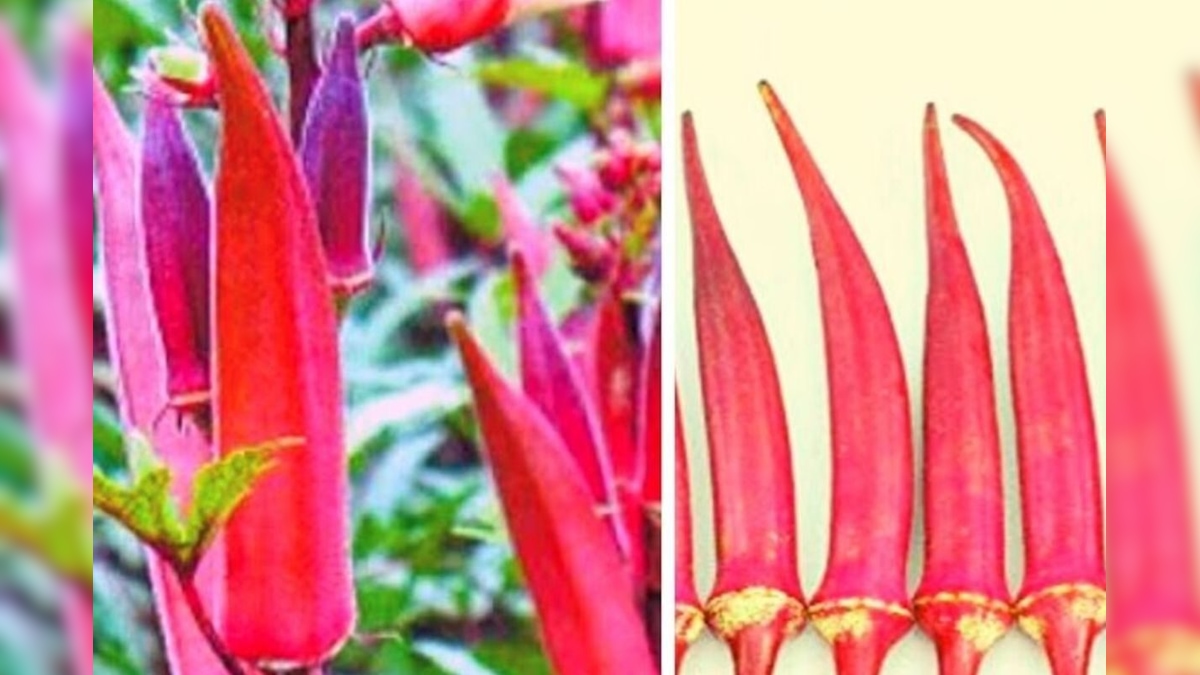 Red Okra Benefits : तुम्ही कधी लाल भेंडी खाल्लीय? हिरव्या भेंडीपेक्षा ...