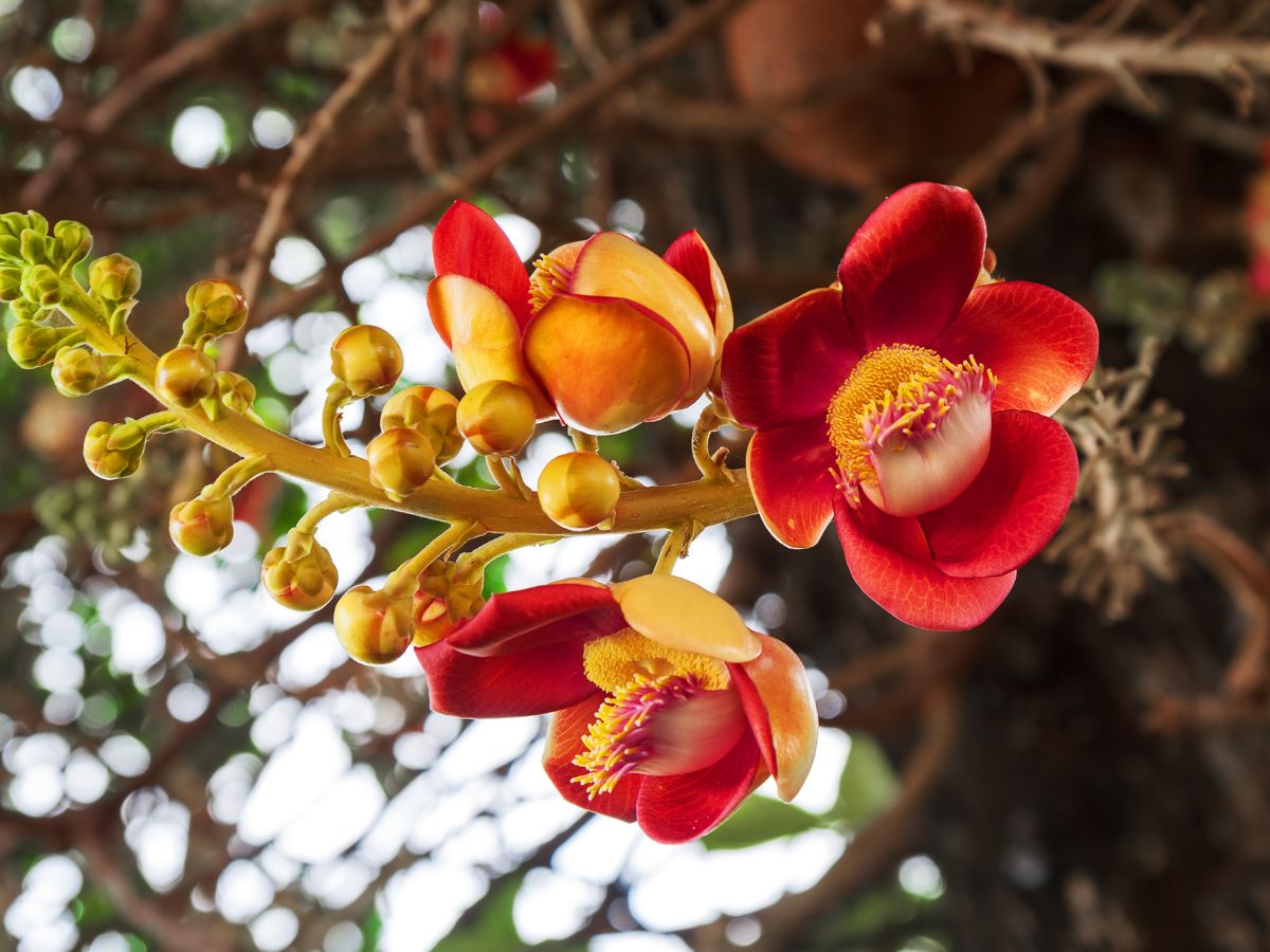 Mysterious Nagling Flower: हे सुंदर फूल दिसायला शिवलिंगासारखे; पण एका ...