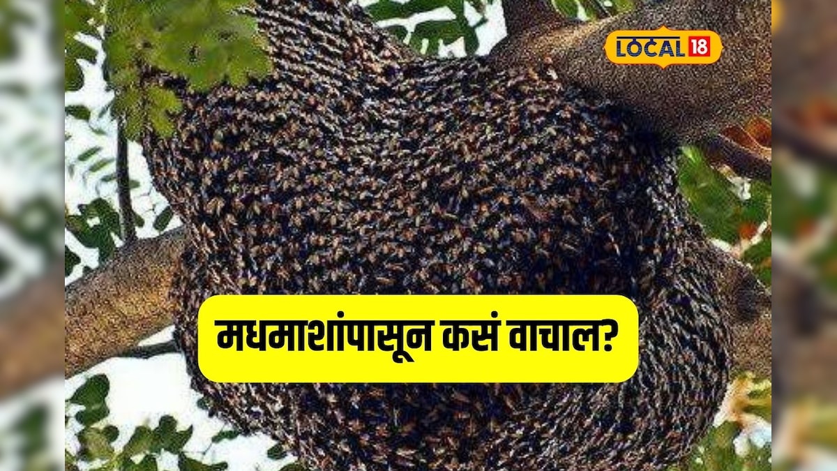 Nagpur News : मधमाशा का हल्ला करतात? जर असं घडलं तर करायचं काय? VIDEO – News18 लोकमत